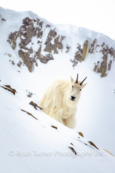 Old Goat on the Ridge – Ryan Turner Photography