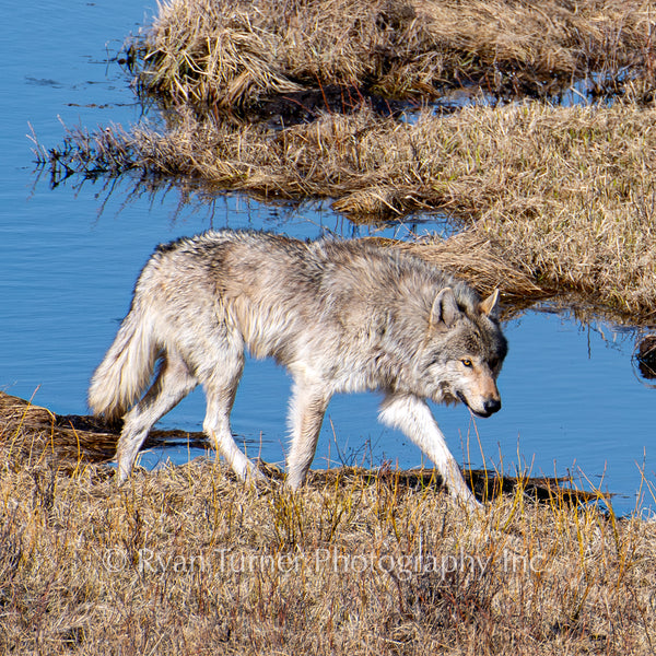 Yellowstone Wolf – Ryan Turner Photography