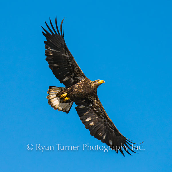 Young Bald Eagle in Flight Square – Ryan Turner Photography