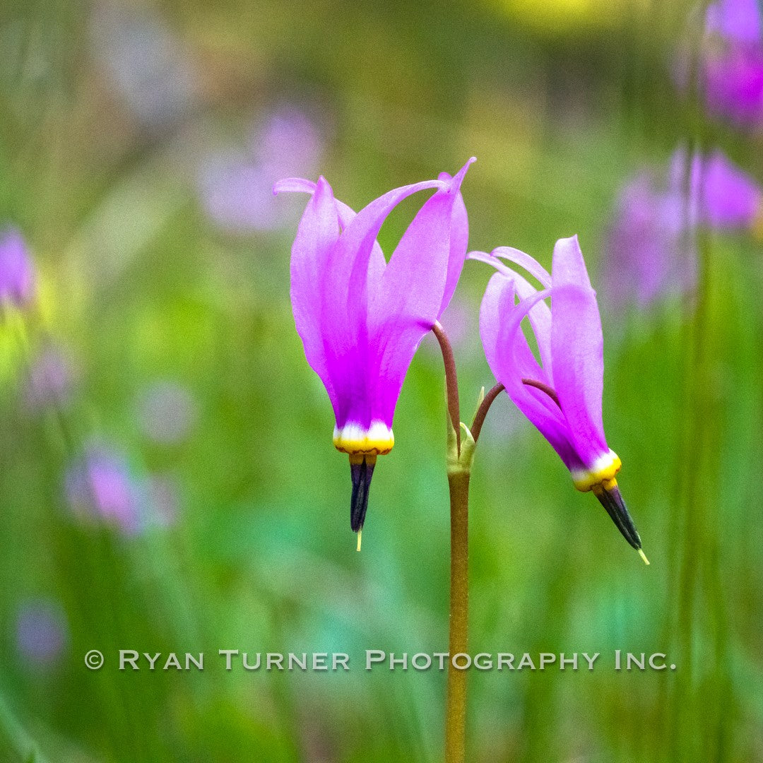 Shooting Star Flowers – Ryan Turner Photography